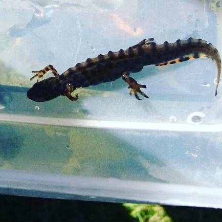 The “Not So Common” Newt - Belfast Hills